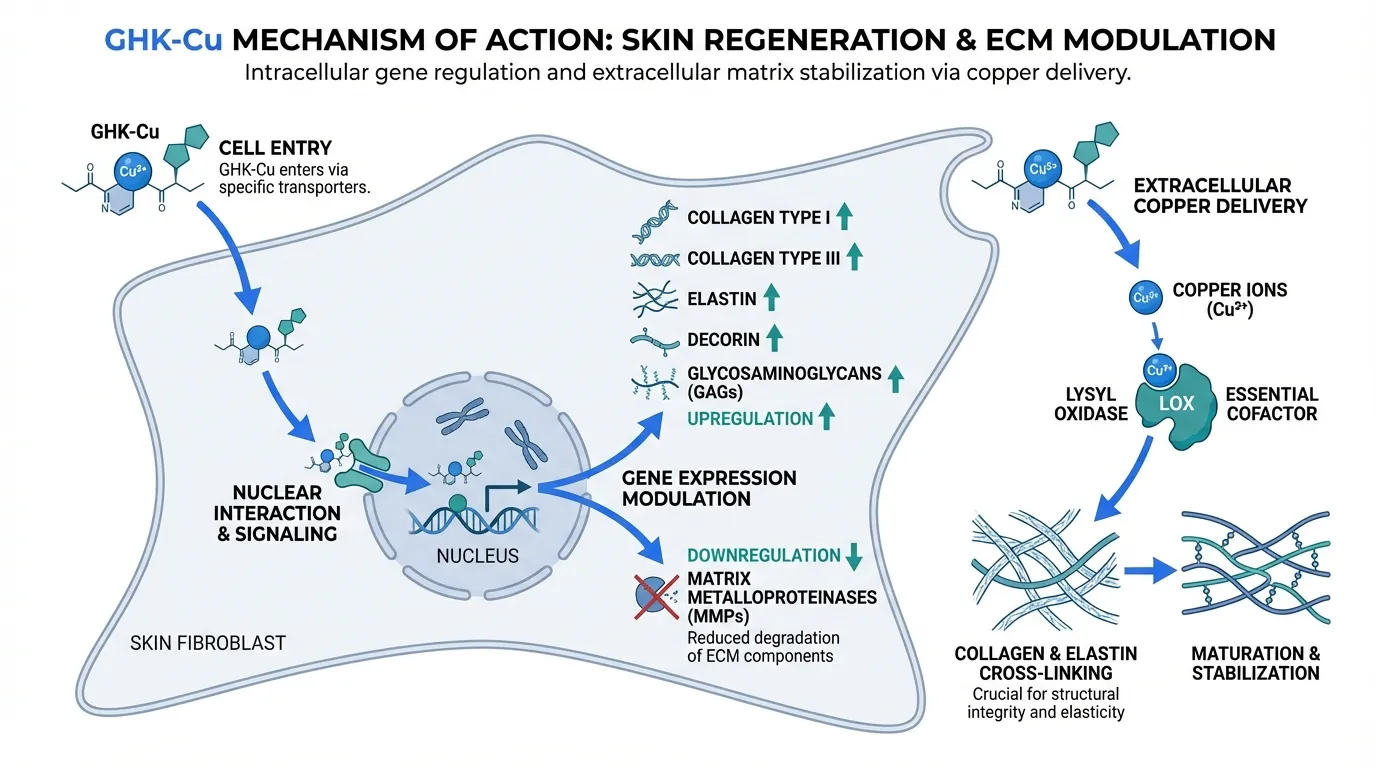 Collagen-Boosting Peptides for Skin: From GHK-Cu to Matrixyl - Evidence ...