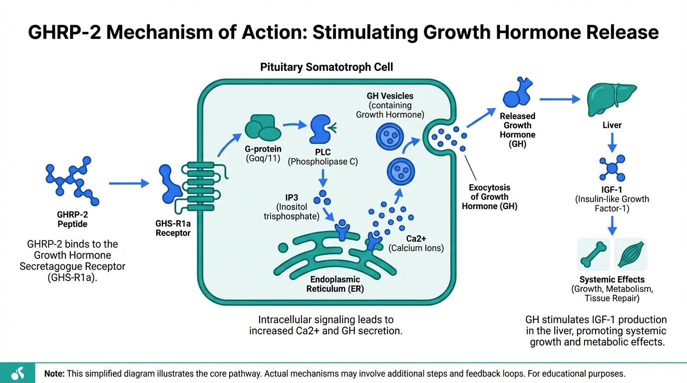 GHRP-2 (Pralmorelin): GH Secretagogue Guide | Peptide Protocol Wiki