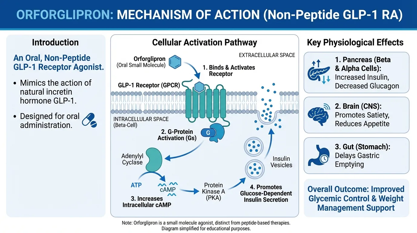 Orforglipron (LY3502970): Complete Overview and Research Guide ...