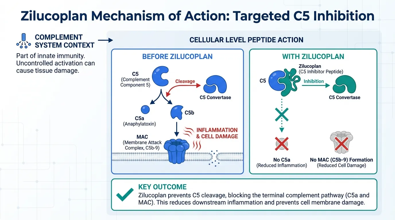 Zilucoplan (Zilbrysq): FDA-Approved Macrocyclic Peptide C5 Complement ...